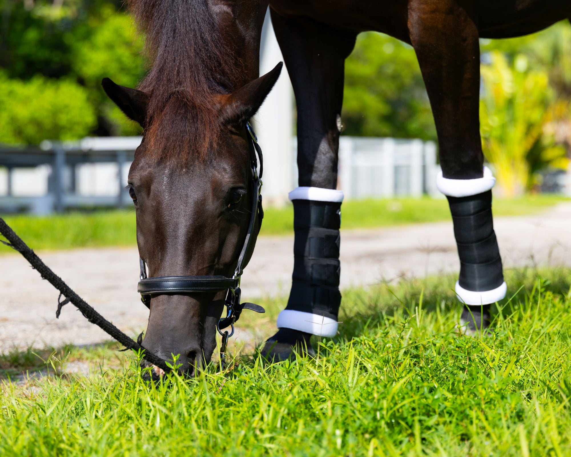 Ultimate Quick Apply Horse Wraps – StrappyWrap
